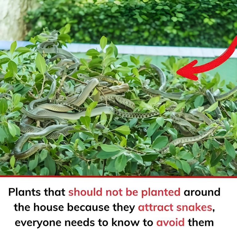 Plants that should not be planted around the house because they attract ...
